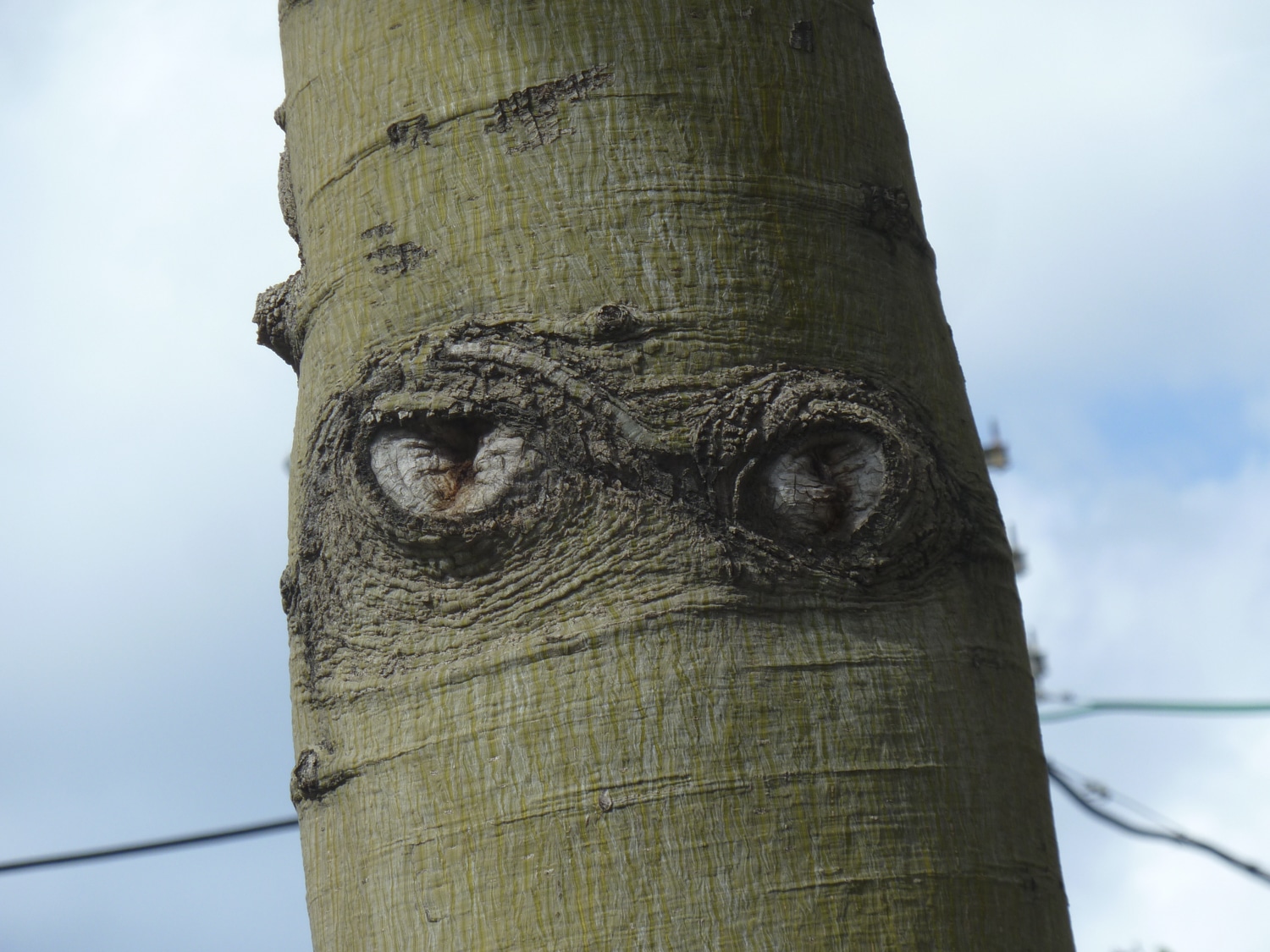Seeing Faces: the phenomenon known as pareidolia - MISH AMINOFF