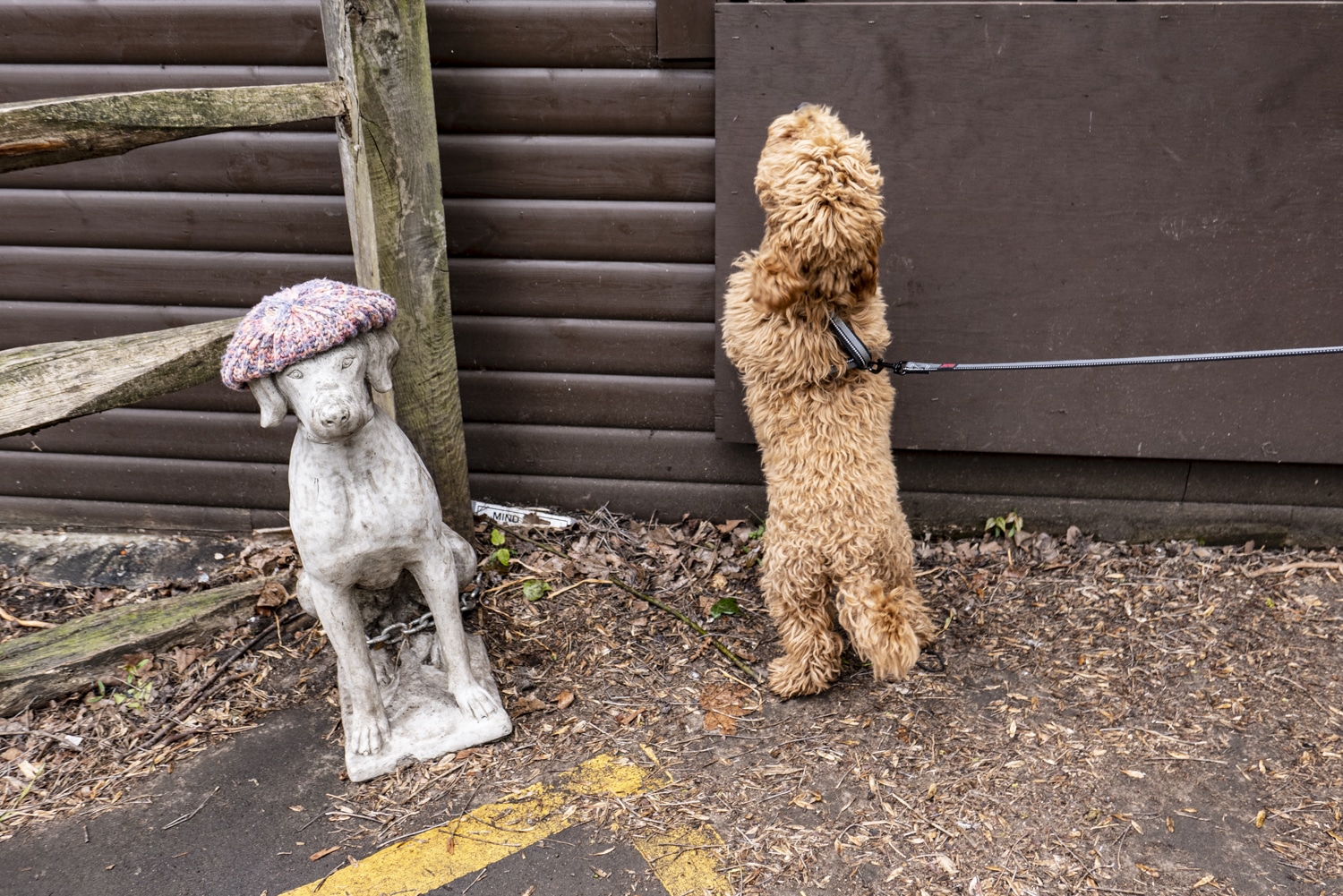 Representations of Animals in the Neighbourhood - MISH AMINOFF