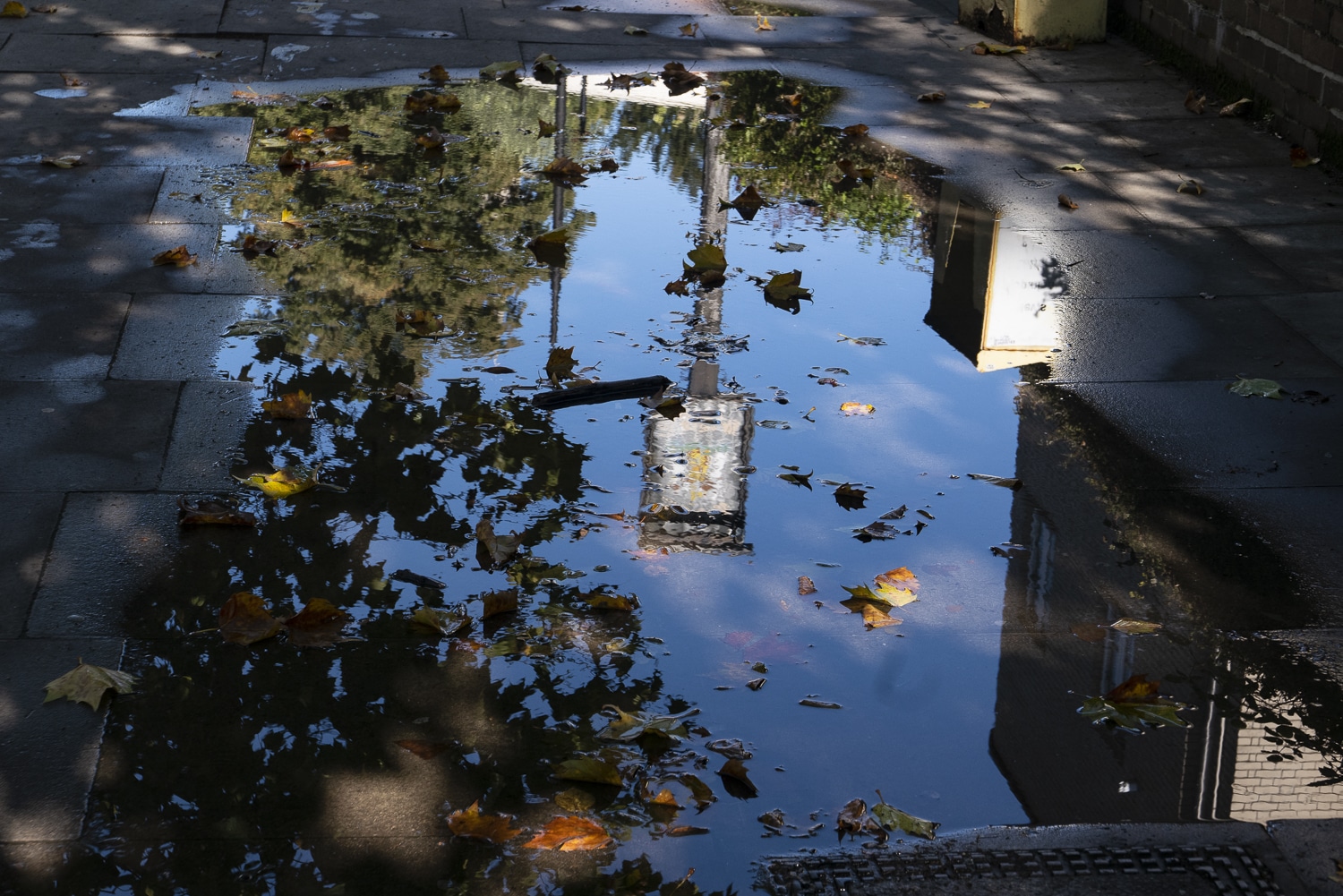 Autumn 2022 - A Leafy Diary - MISH AMINOFF