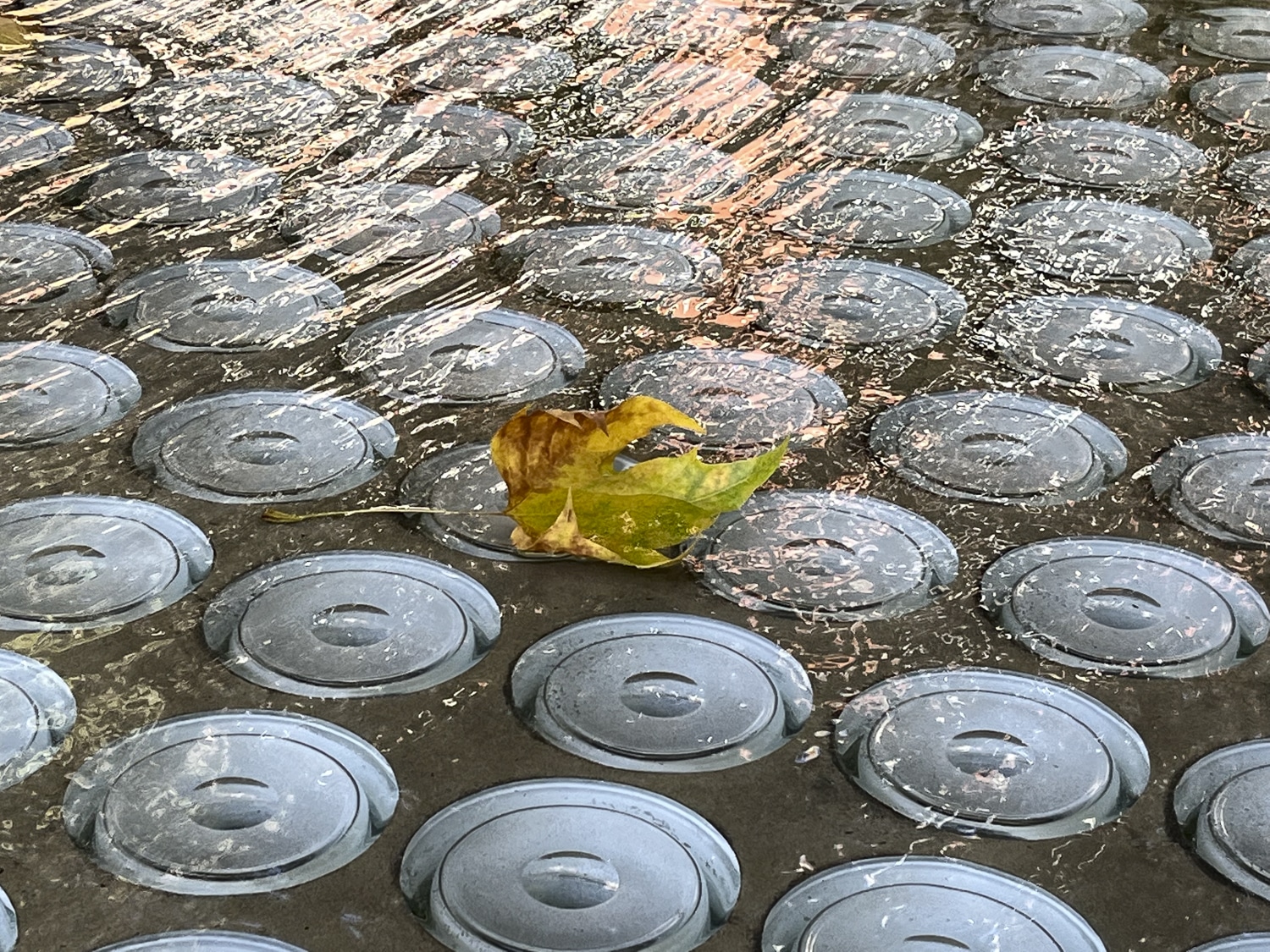 Autumn 2022 - A Leafy Diary - MISH AMINOFF