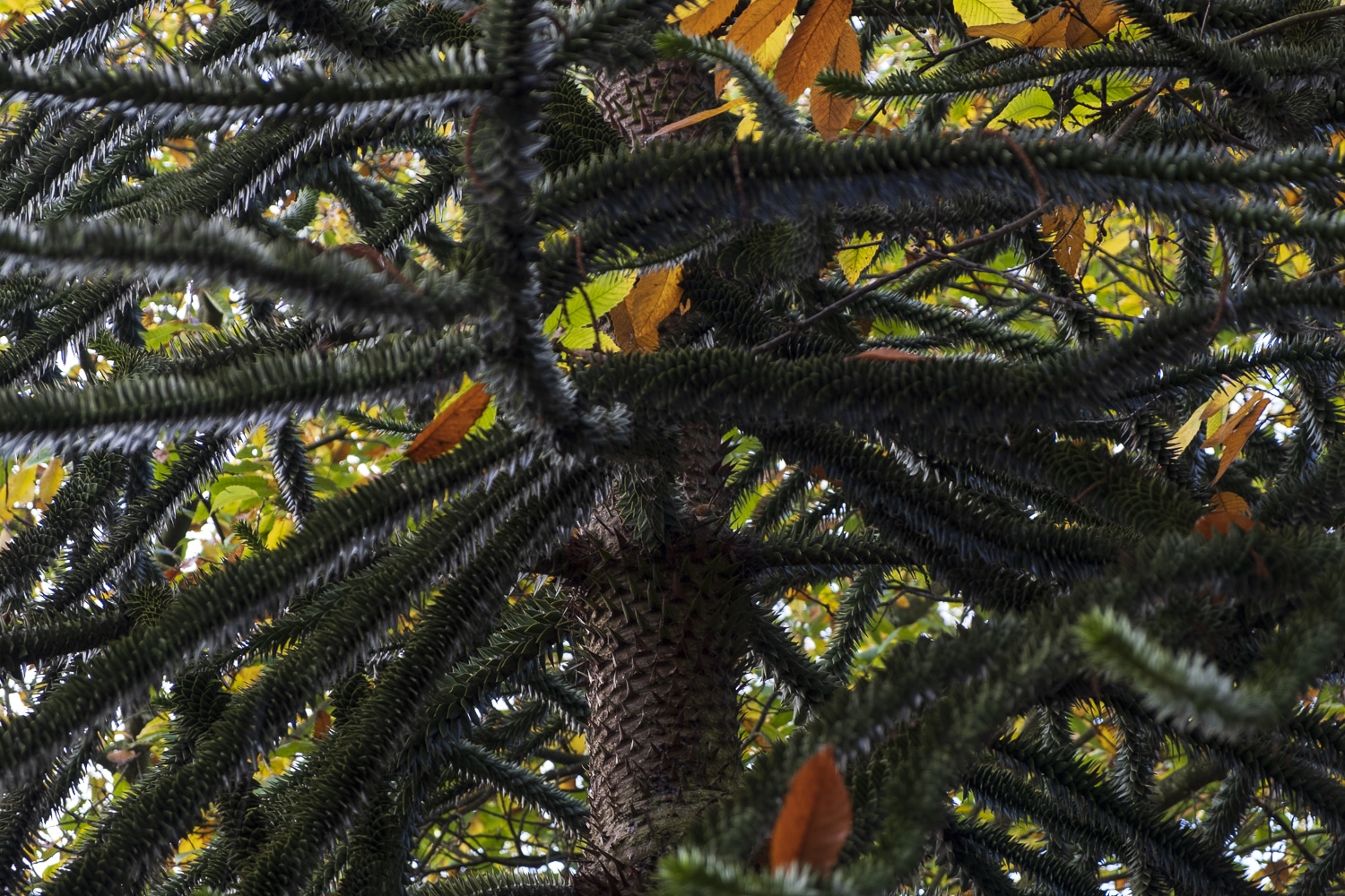 Autumn 2022 - A Leafy Diary - MISH AMINOFF