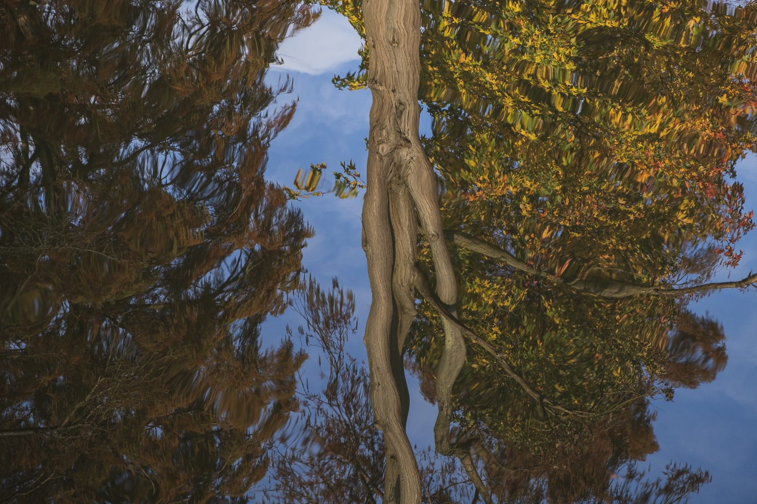 Autumn 2022 - A Leafy Diary - MISH AMINOFF